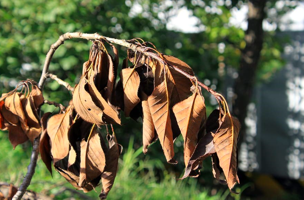 Spotting Signs of Drought Stress in Trees | Mahoning County Chapter OGS